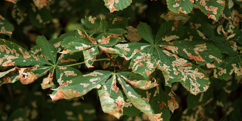 How to Identify Common Tree Diseases | Top Notch Tree Service