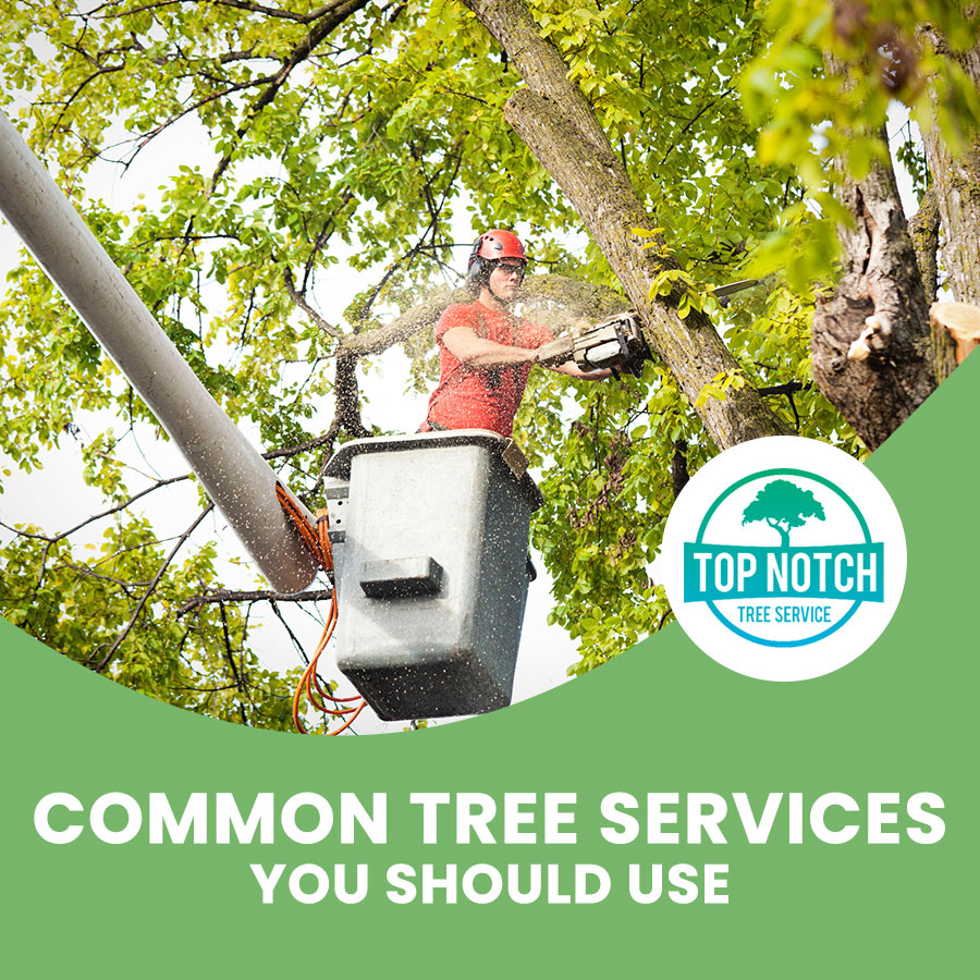 Common Local Tree Services You Should Use | Top Notch Tree Service