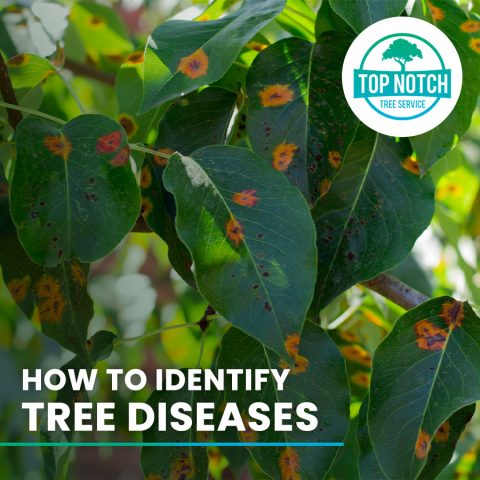 How to Identify Common Tree Diseases | Top Notch Tree Service