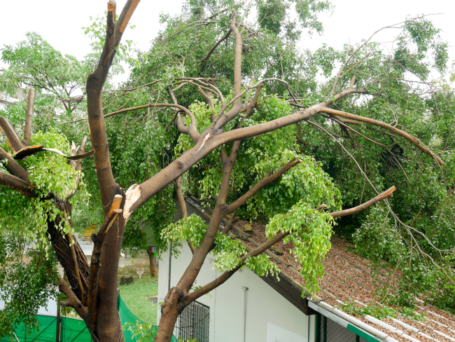 Have a Tree Emergency? What to Do in the Case of Storm Damage Tree Care