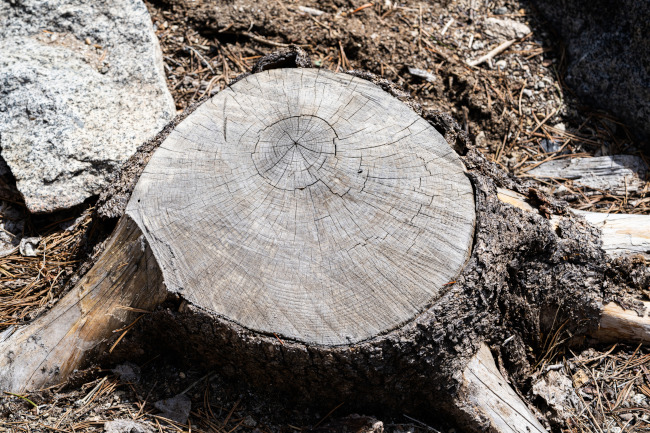 Tree Stump Grinding 101: What You Should Know | Top Notch Tree Service
